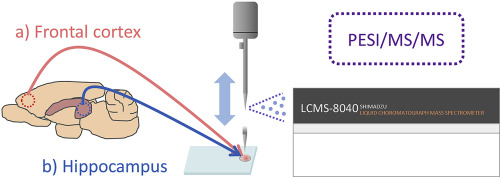 Intact metabolite profiling of mouse brain by probe electrospray ...
