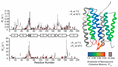 Solid-State NMR Provides Evidence for Small-Amplitude Slow Domain ...