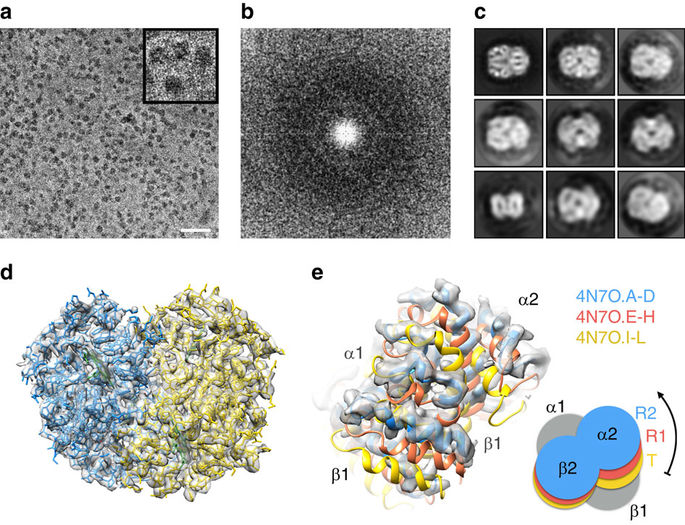 Cryo-EM structure of haemoglobin at 3.2 Å determined with the Volta ...