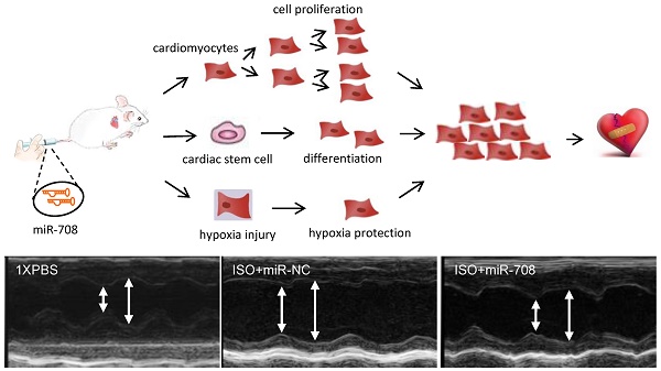 Mouse IP-10 Gene Delivered by Folate-modified Chitosan Nanoparticles ...