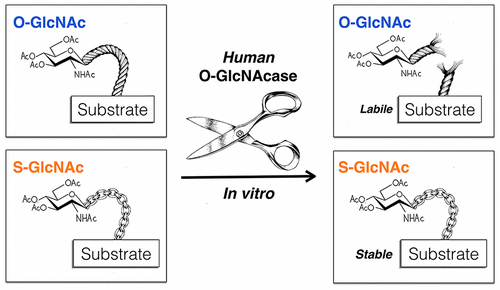 The Sulfur-Linked Analogue of O-GlcNAc (S-GlcNAc) Is an Enzymatically Stable and Reasonable ...