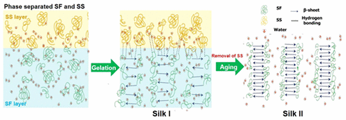 Sericin Promotes Fibroin Silk I Stabilization Across a Phase-Separation ...