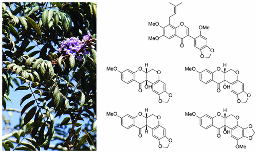 Isoflavones and Rotenoids from the Leaves of Millettia oblata ssp ...
