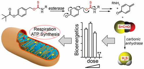 酯酶触发的COS / H 2 S供体对线粒体生物能的抑制作用,ACS Chemical Biology - X-MOL