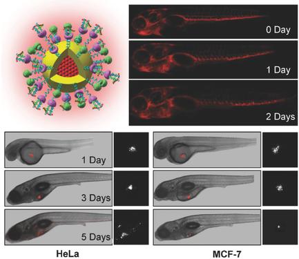 Robust Red Organic Nanoparticles for In Vivo Fluorescence Imaging of ...