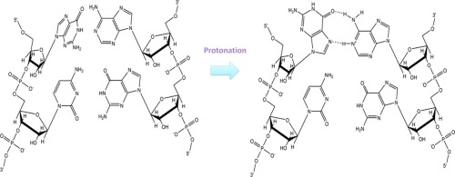 Protonation-dependent base flipping in the catalytic triad of a small ...