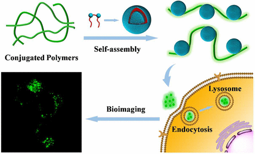 Preparation of Gemini Surfactant/Conjugated Polymer Aggregates for ...