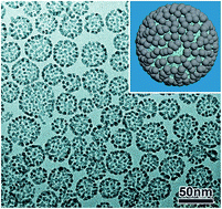 Self-assembly of noble metal nanoparticles into sub-100 nm ...