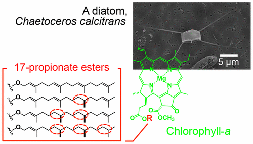 Molecular Structures and Functions of Chlorophylls-a Esterified with ...