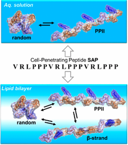 固态 19 F-NMR和圆二色谱法揭示的细胞穿透肽SAP的构象可塑性,The Journal of Physical Chemistry B ...