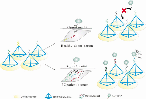DNA Tetrahedral Nanostructure-Based Electrochemical miRNA Biosensor for Simultaneous Detection ...
