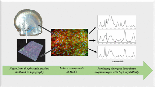 Nacre Topography Produces Higher Crystallinity in Bone than Chemically ...