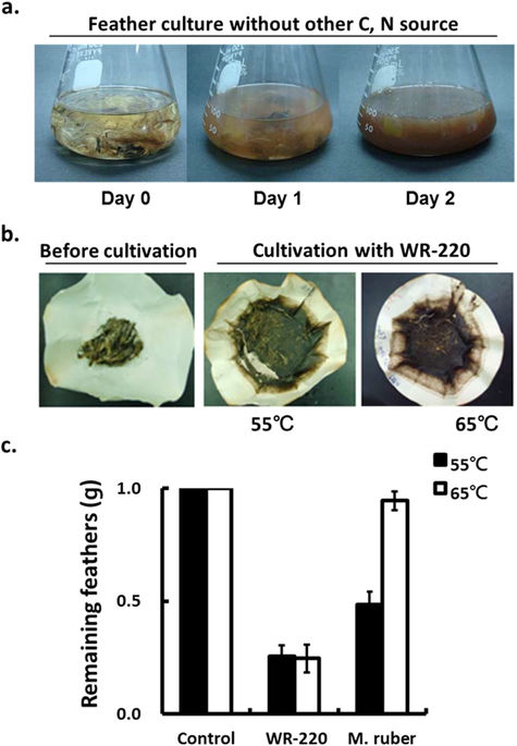 The discovery of novel heat-stable keratinases from Meiothermus ...