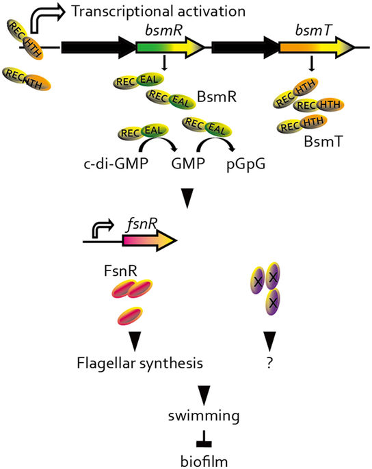 BsmR degrades c-di-GMP to modulate biofilm formation of nosocomial ...