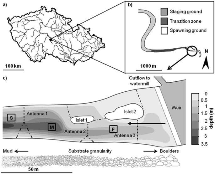 Seasonal and daily protandry in a cyprinid fish.,Scientific Reports - X-MOL