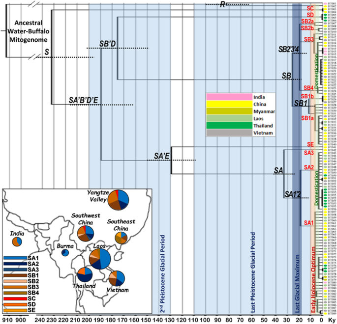 Whole Mitogenomes Reveal the History of Swamp Buffalo: Initially Shaped ...