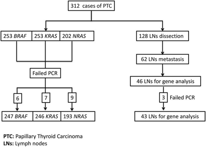 BRAF and NRAS Mutations in Papillary Thyroid Carcinoma and Concordance in BRAF Mutations Between ...