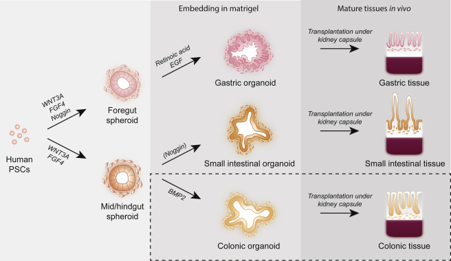 Expanding the Tissue Toolbox: Deriving Colon Tissue from Human ...