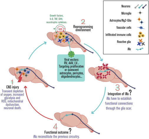 Direct Neuronal Reprogramming: Achievements, Hurdles, and New Roads to ...