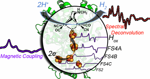 Reduction Potentials of [FeFe]-Hydrogenase Accessory Iron–Sulfur ...
