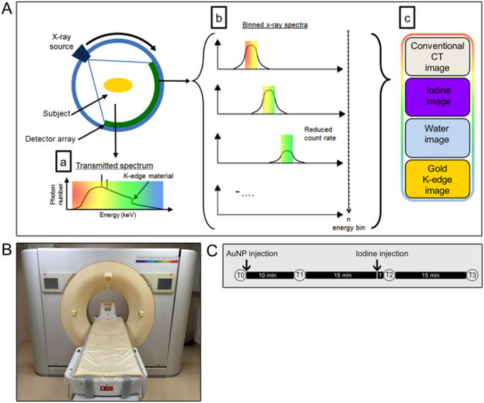 Multicolor spectral photon-counting computed tomography: in vivo dual ...