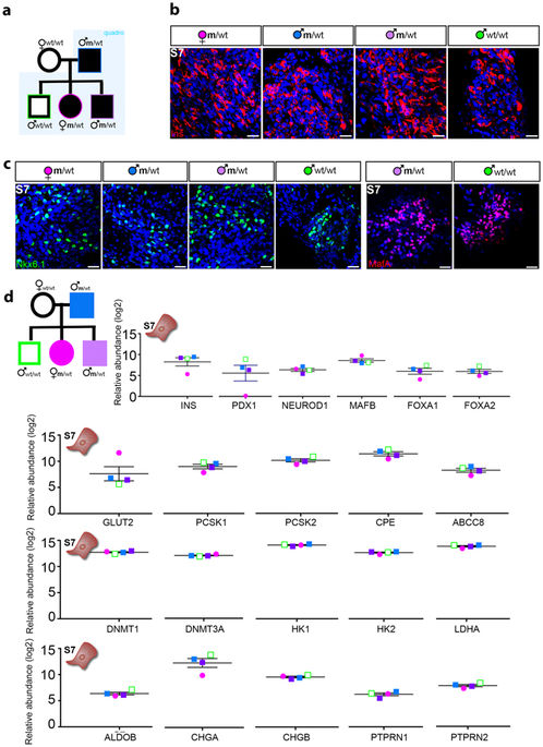 Probing the missing mature β-cell proteomic landscape in ...