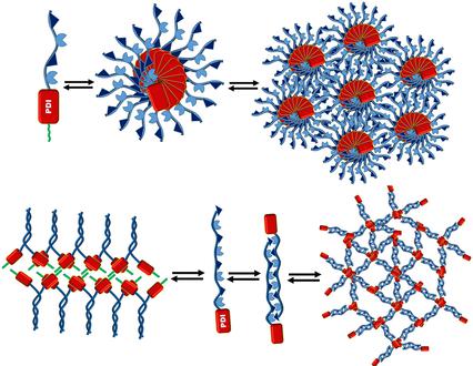 Self-Assembly of Perylenediimide–Single-Strand-DNA Conjugates ...