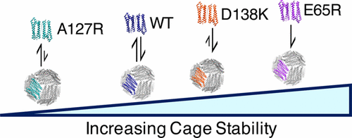 Thermophilic Ferritin 24mer Assembly and Nanoparticle Encapsulation ...