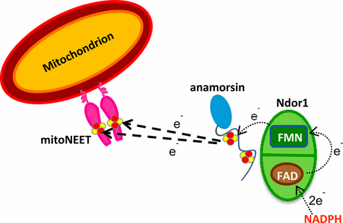 Anamorsin/Ndor1 Complex Reduces [2Fe–2S]-MitoNEET via a Transient ...