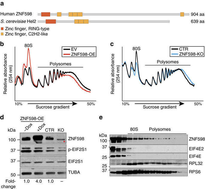 The E3 ubiquitin ligase and RNA-binding protein ZNF598 orchestrates ...