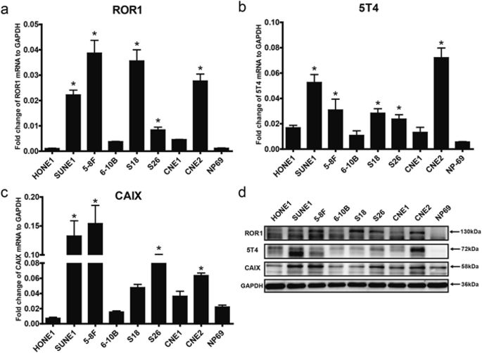 5T4-specific chimeric antigen receptor modification promotes the immune ...