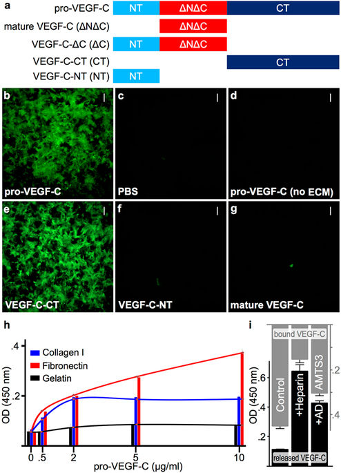 淋巴管生成生长因子 VEGF-C 的高效激活需要 VEGF-C 的 C 端结构域和 CCBE1 的 N 端结构域。,Scientific ...
