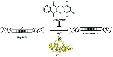 Identification of human flap endonuclease 1 (FEN1) inhibitors using a ...