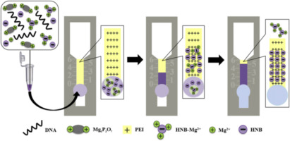 Semi-quantitative visual detection of loop mediated isothermal ...