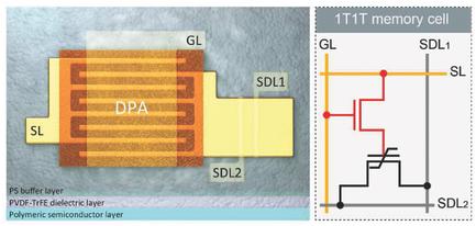Organic Ferroelectric‐Based 1T1T Random Access Memory Cell Employing a Common Dielectric Layer ...