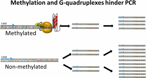 Methylated Cytosine Maintains G-Quadruplex Structures during Polymerase ...