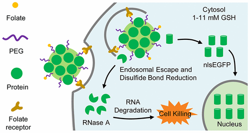 Lipo-Oligomer Nanoformulations for Targeted Intracellular Protein ...