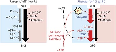 分子变阻器维持ATP水平以驱动合成生物化学系统,Nature Chemical Biology - X-MOL