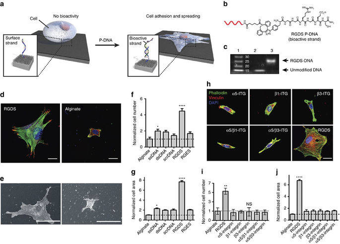Instructing cells with programmable peptide DNA hybrids.,Nature ...