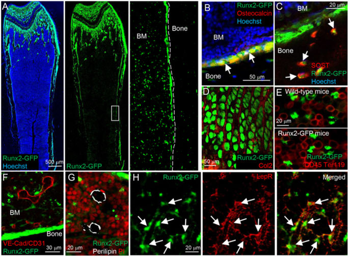 成骨因子Runx2标记位于骨髓基质细胞层级之上的瘦素受体阳性细胞的子集。,Scientific Reports - X-MOL