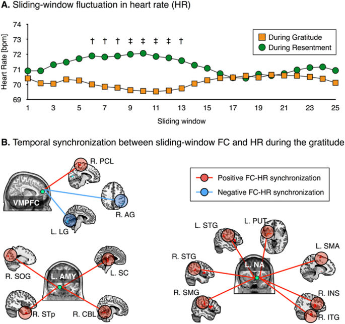 Effects of gratitude meditation on neural network functional ...
