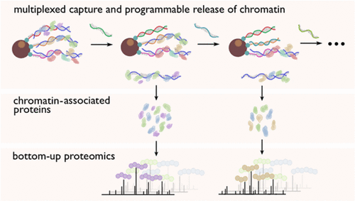 Multiplexed Sequence-Specific Capture of Chromatin and Mass Spectrometric Discovery of ...