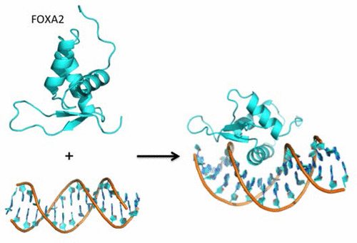 Structure of the Forkhead Domain of FOXA2 Bound to a Complete DNA ...
