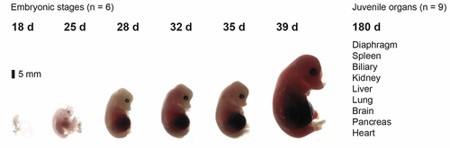 Annotation of the Domestic Pig Genome by Quantitative Proteogenomics ...