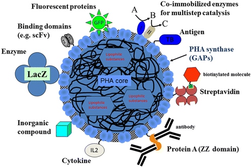 Self-Assembled Protein-Coated Polyhydroxyalkanoate Beads: Properties ...