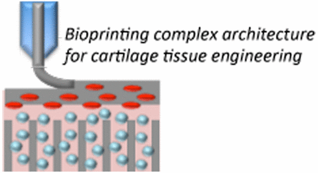 3D Bioprinting: New Directions in Articular Cartilage Tissue ...