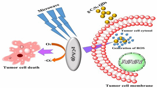 Exploration of Graphitic-C3N4 Quantum Dots for Microwave-Induced ...