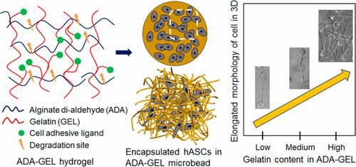 Oxidized Alginate-Gelatin Hydrogel: A Favorable Matrix for Growth and ...
