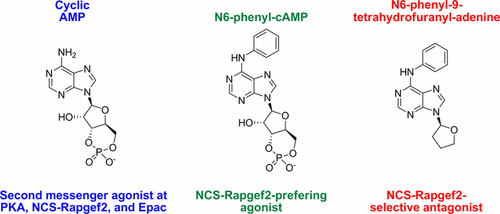 Differential Pharmacophore Definition of the cAMP Binding Sites of ...