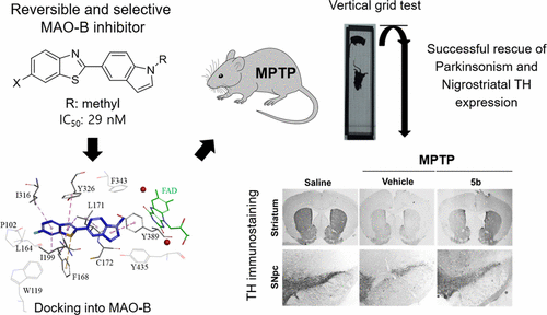 吲哚取代的苯并噻唑和苯并恶唑作为选择性和可逆的MAO-B抑制剂治疗帕金森氏病,ACS Chemical Neuroscience - X-MOL